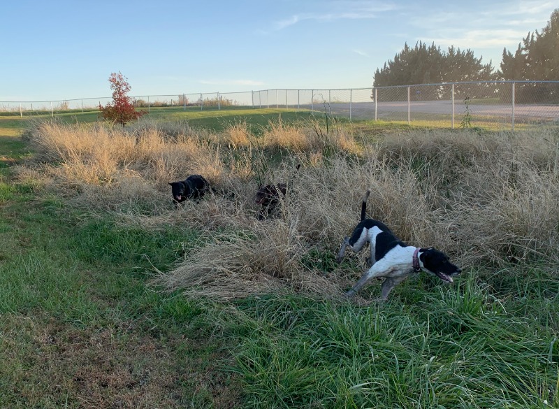 City of Crete Nebraska - Crete Waggin' Tail Dog Park
